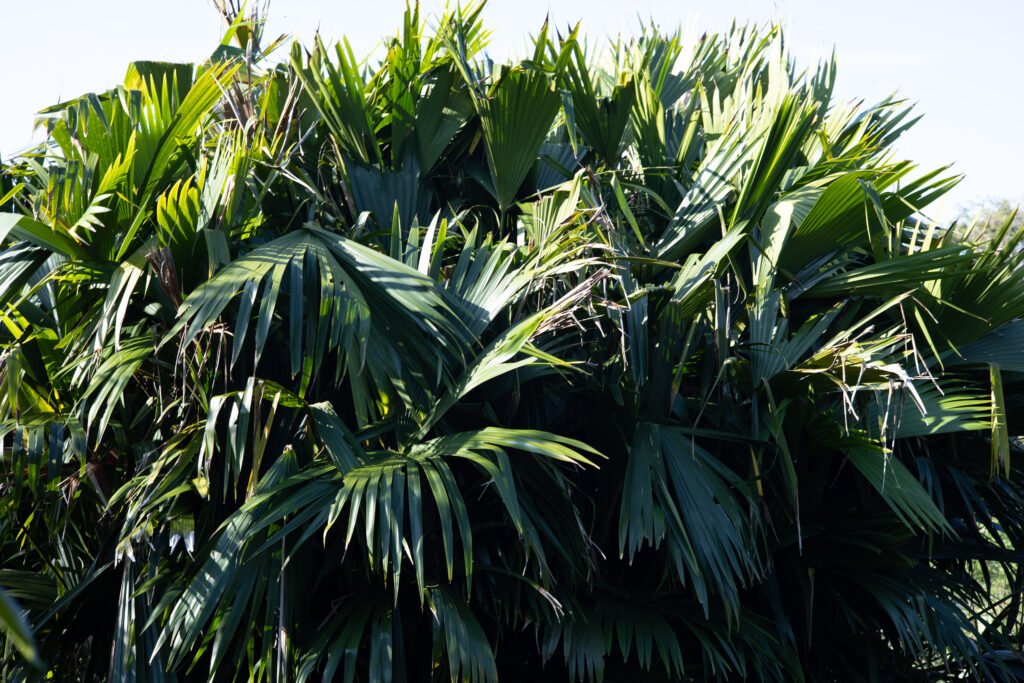 De la Iraca al sombrero. Tejedoras del río Suaza - RevistaDC | Revista DC - Distinta y Creativa